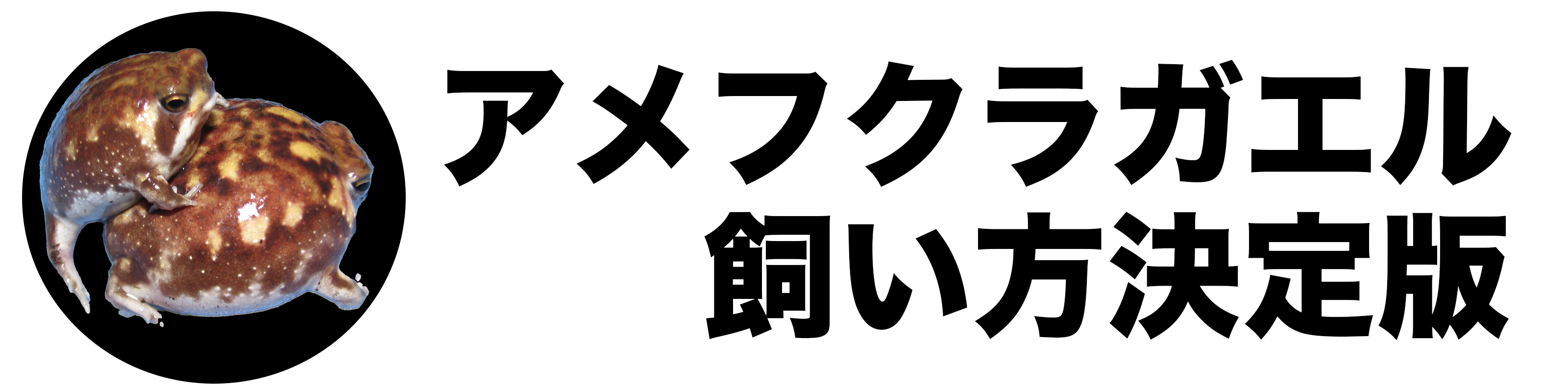 アメフクラガエル飼育の決定版【初心者でも簡単な飼い方教えます】