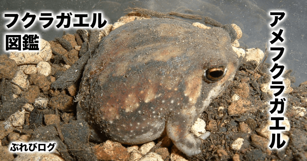 アメフクラガエル【フクラガエル図鑑】 | ぶれびログ
