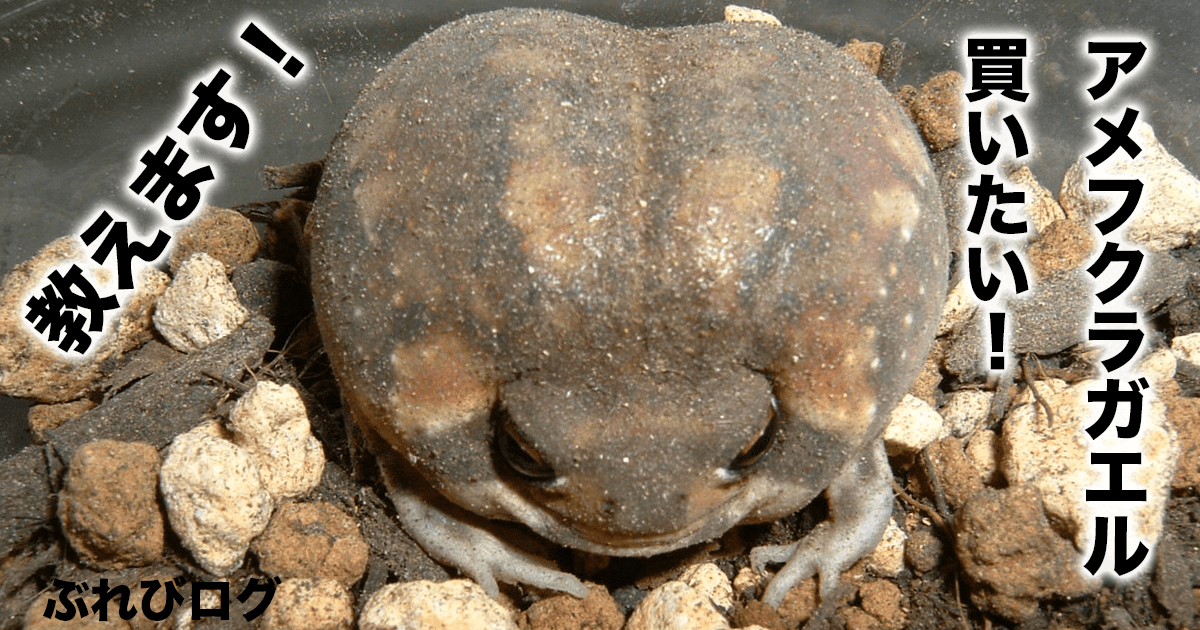 アメフクラガエルの値段と購入方法【時期には注意してすぐに買おう】 | ぶれびログ
