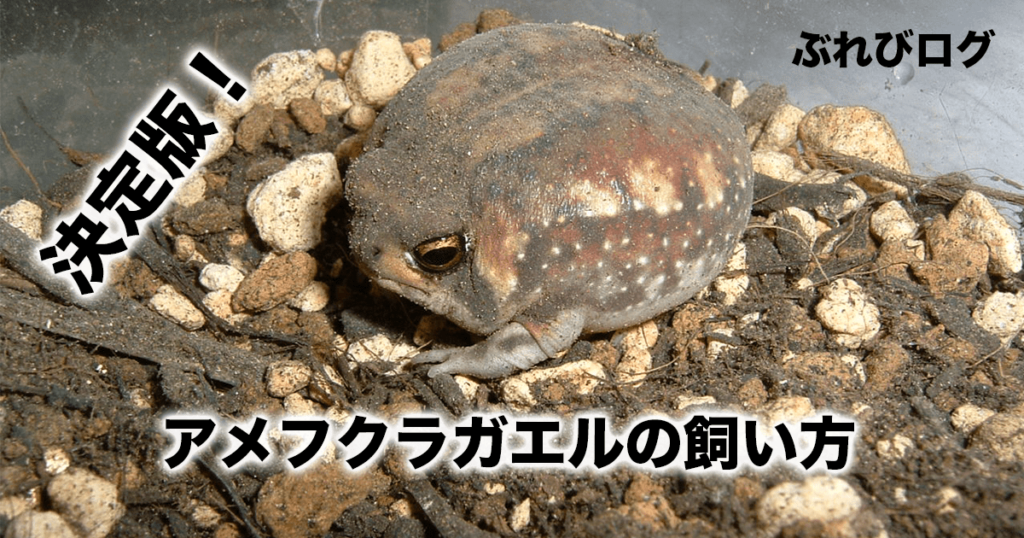 アメフクラガエル飼育の決定版【初心者でも簡単な飼い方教えます】