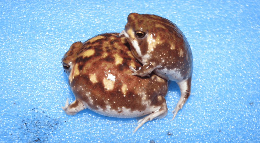 アメフクラガエル【フクラガエル図鑑】 | ぶれびログ