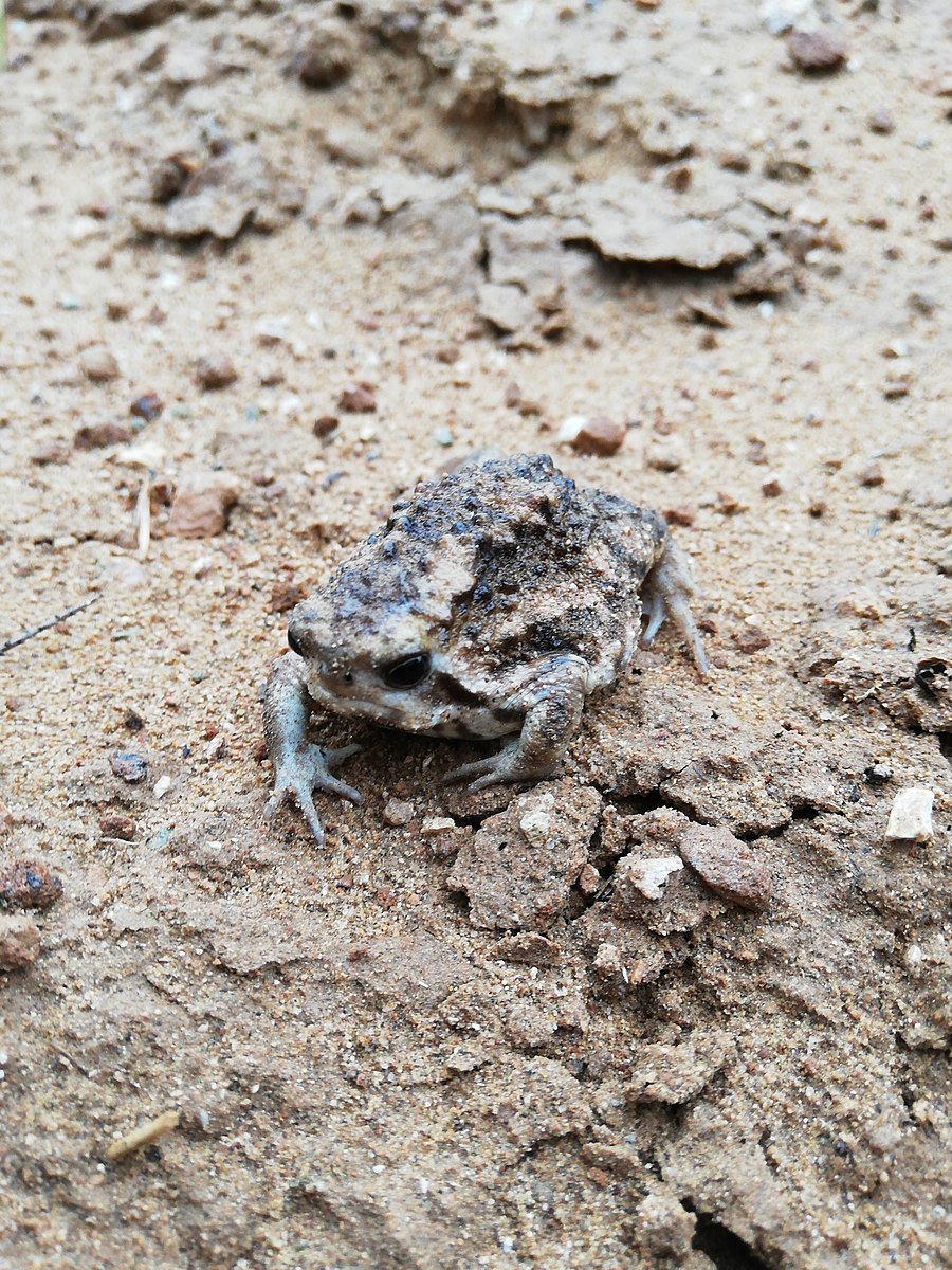 アメフクラガエル【フクラガエル図鑑】 | ぶれびログ