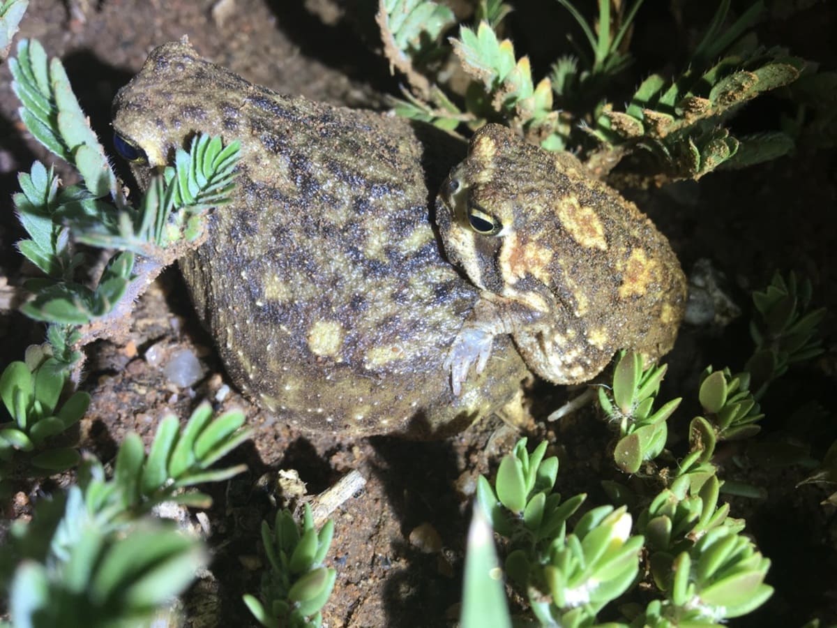 アメフクラガエル【フクラガエル図鑑】 | ぶれびログ