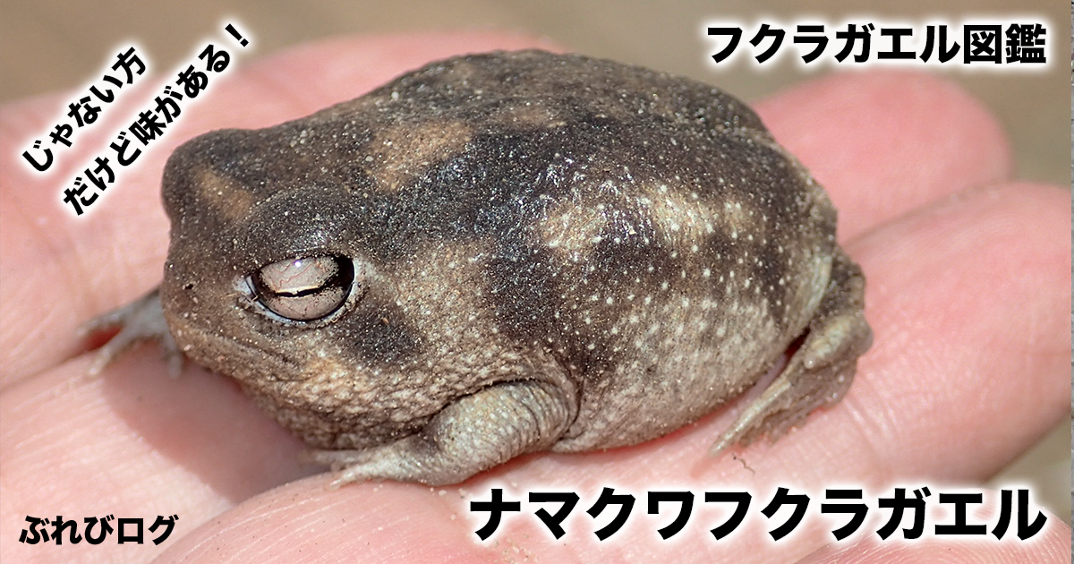 アメフクラガエル【フクラガエル図鑑】 | ぶれびログ
