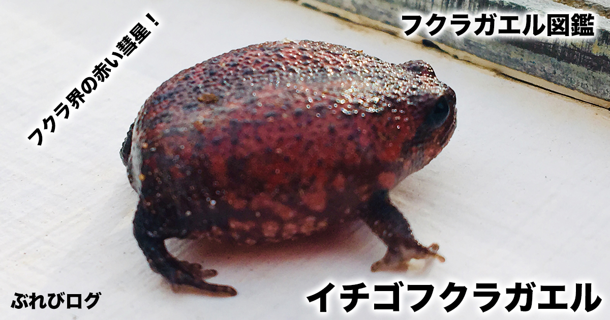 アメフクラガエル【フクラガエル図鑑】 | ぶれびログ