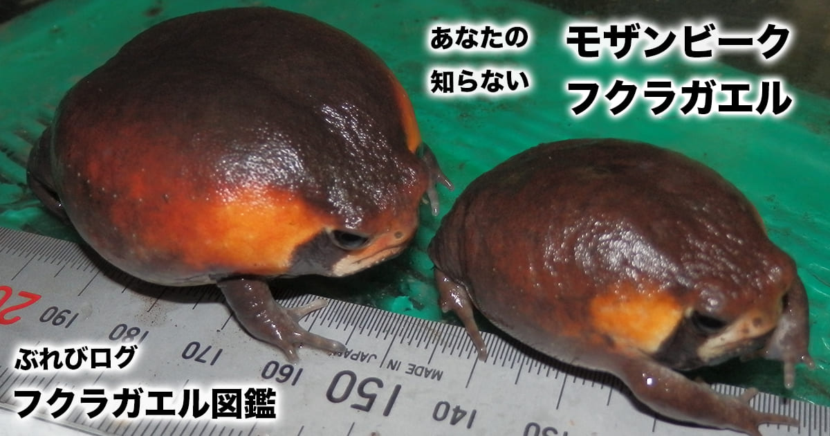 アメフクラガエル【フクラガエル図鑑】 | ぶれびログ