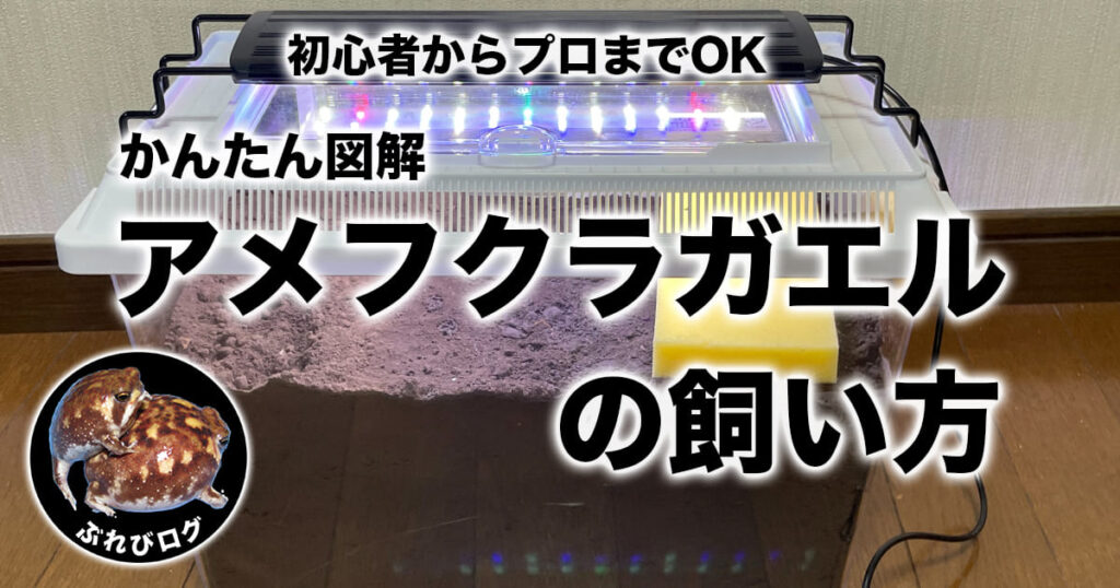 アメフクラガエル飼育の決定版【初心者でも簡単な飼い方教えます】